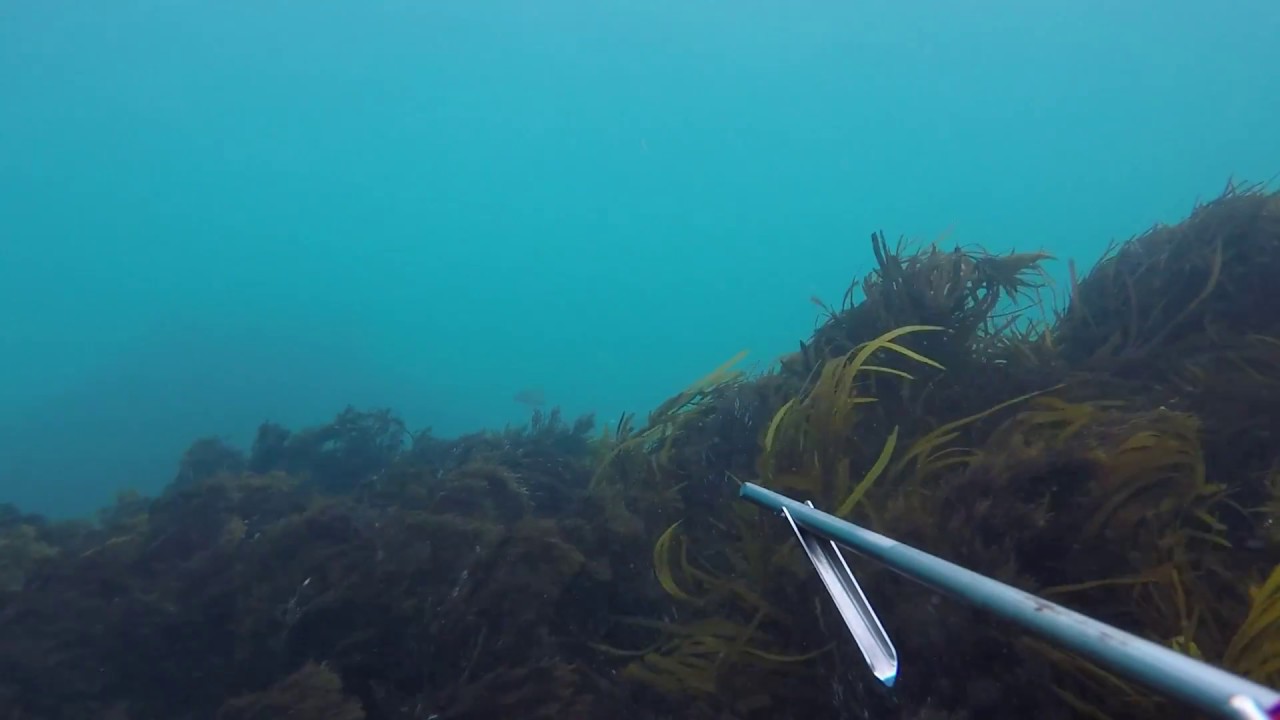 Spearfishing Whiting, Arch rock. Victoria - YouTube