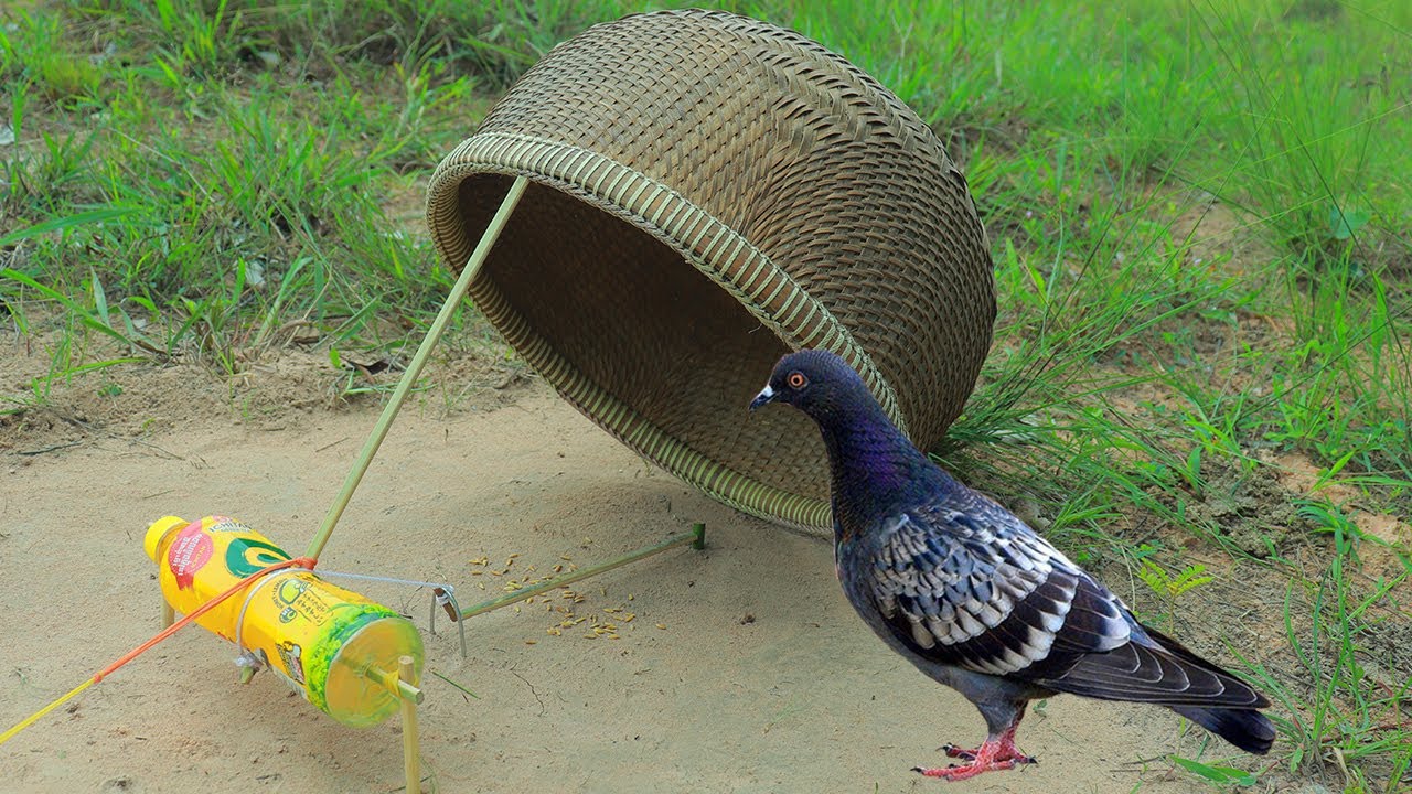 Best Bird Trap - Creative Easy Bird Trap Using Basket and Plastic ...