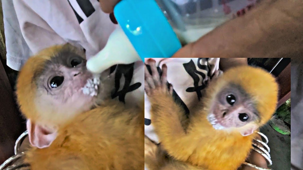 May God help keep this baby monkey healthy.Baby monkey needs to save ...