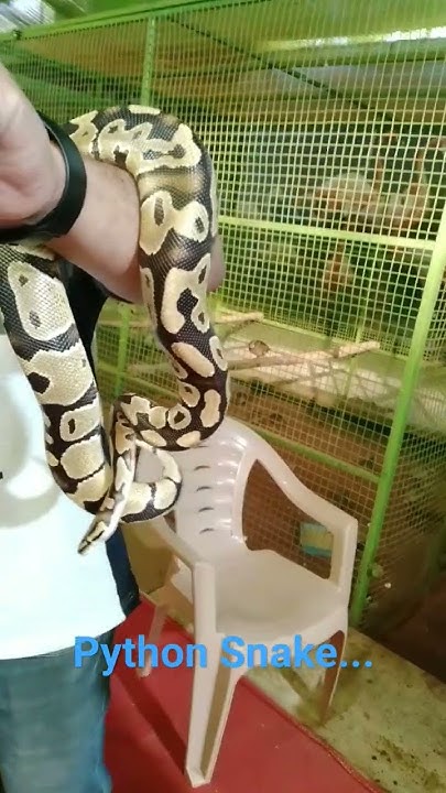 Python Snake... - YouTube