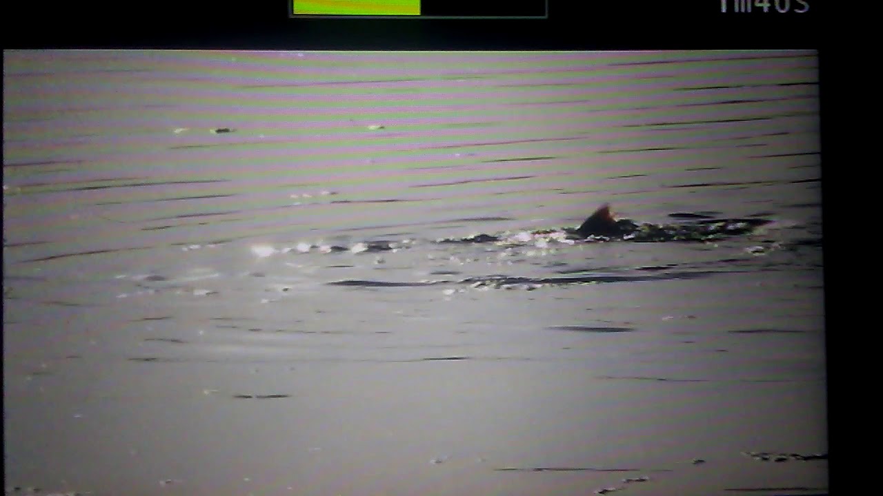 Carp Spawning - YouTube