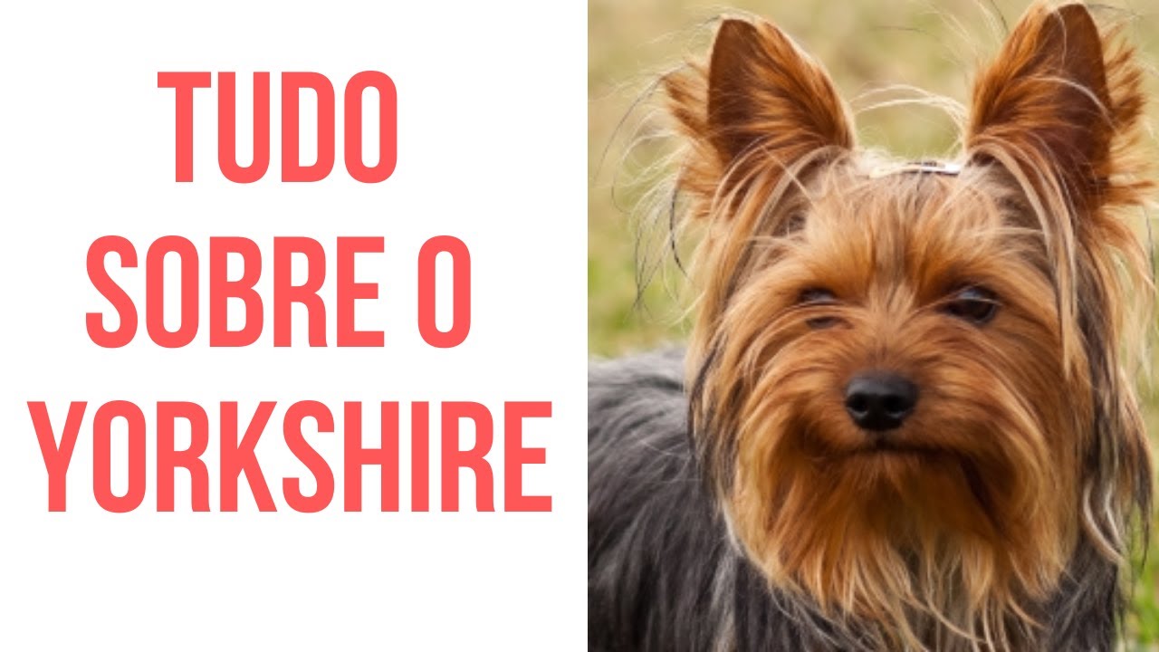 TUDO SOBRE O YORKSHIRE! - YouTube