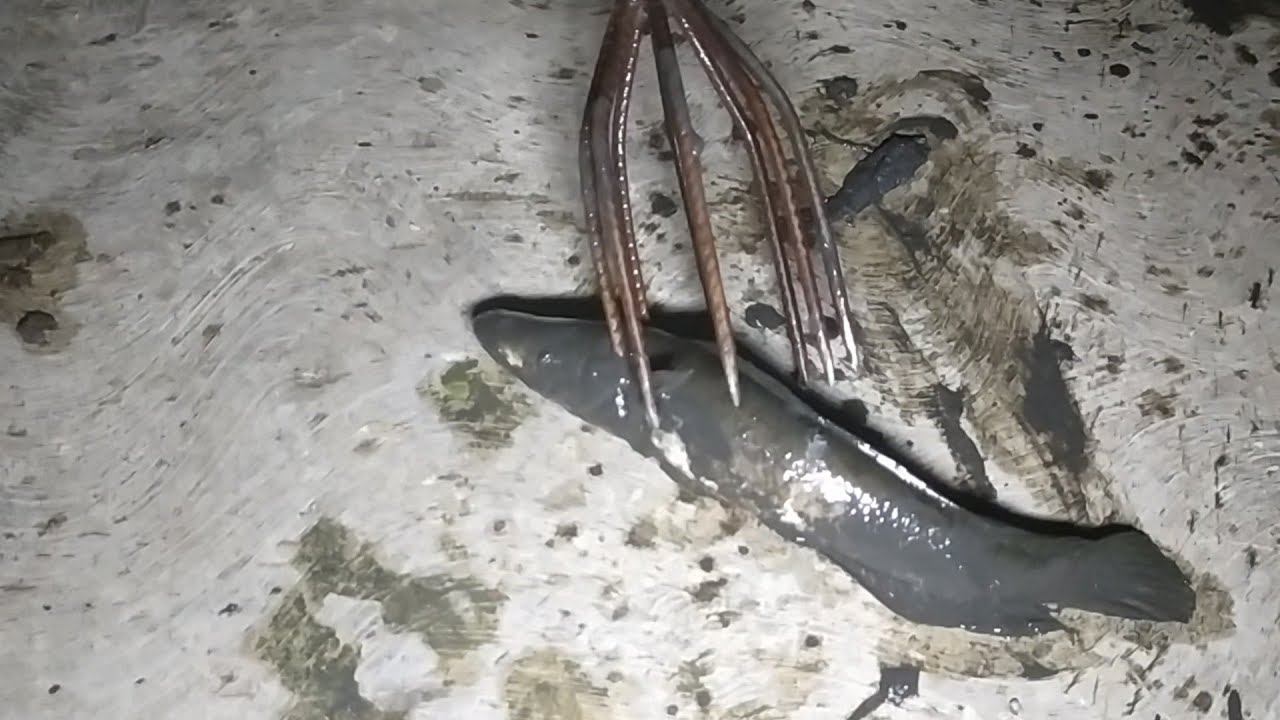 Amazing Hunting Skills Fisherman | mud snakehead spearfishing at night ...