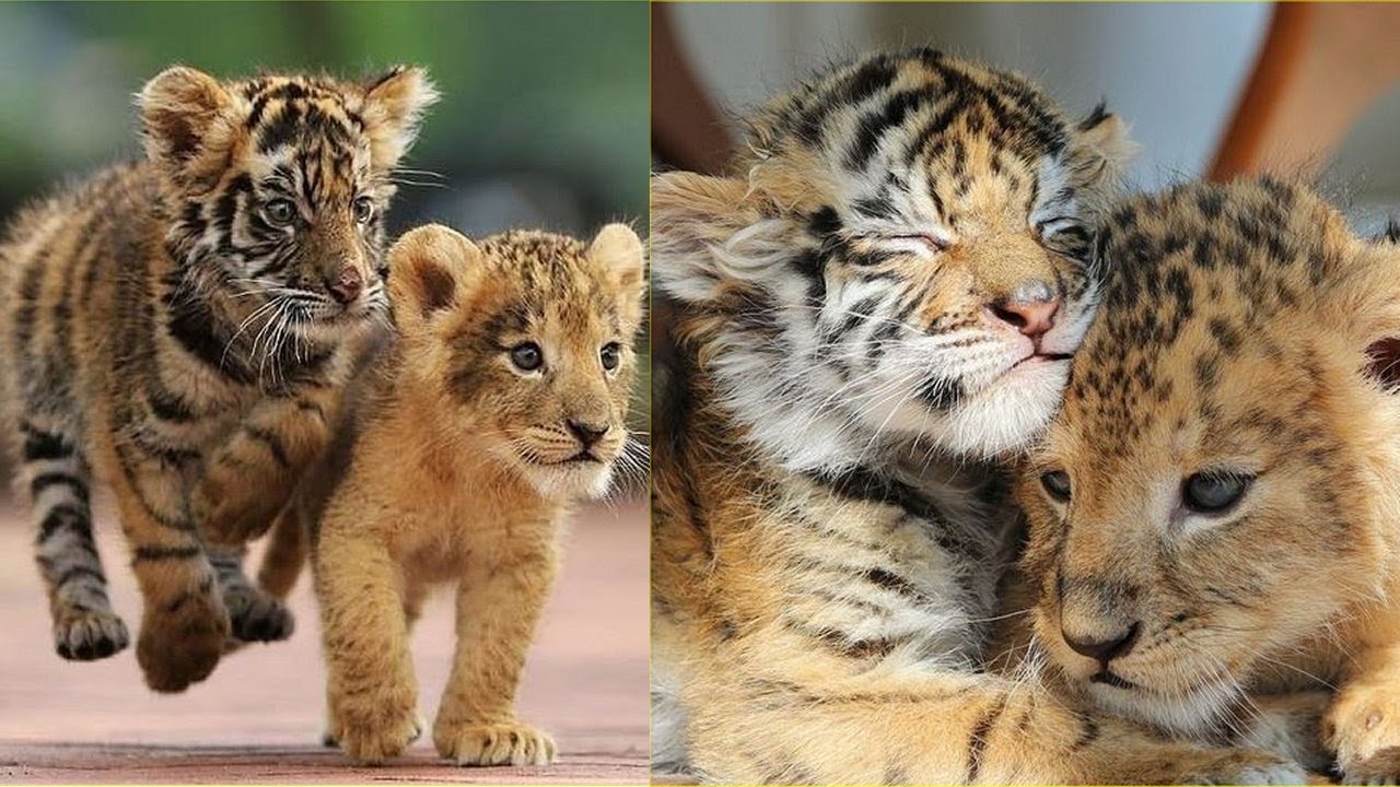 Worlds Cutest Baby Tiger