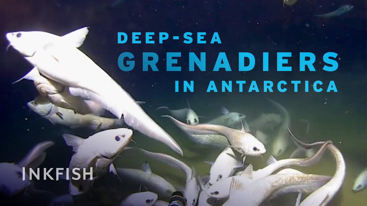 Deep-Sea Grenadiers in Antarctica—and an Unexpected Find - YouTube