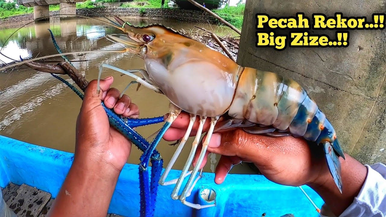 Tangan Sampai Gemetar..!! Udang Galah Monster Penunggu Tiang Jembatan ...