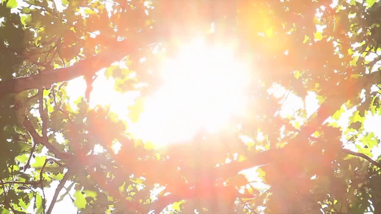 sun streaming through leaves - YouTube