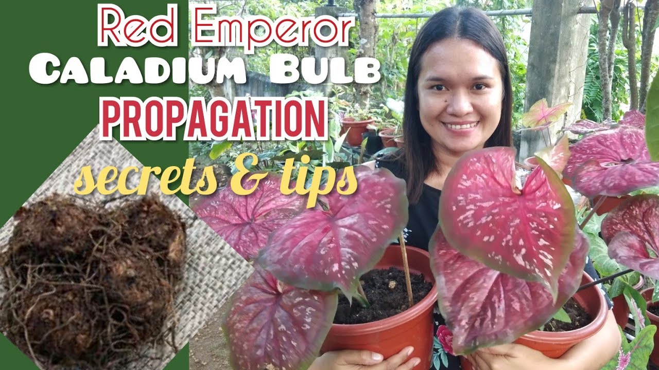 HOW TO PROPAGATE CALADIUM BULB (RED EMPEROR): REVEALING OUR SECRETS ...