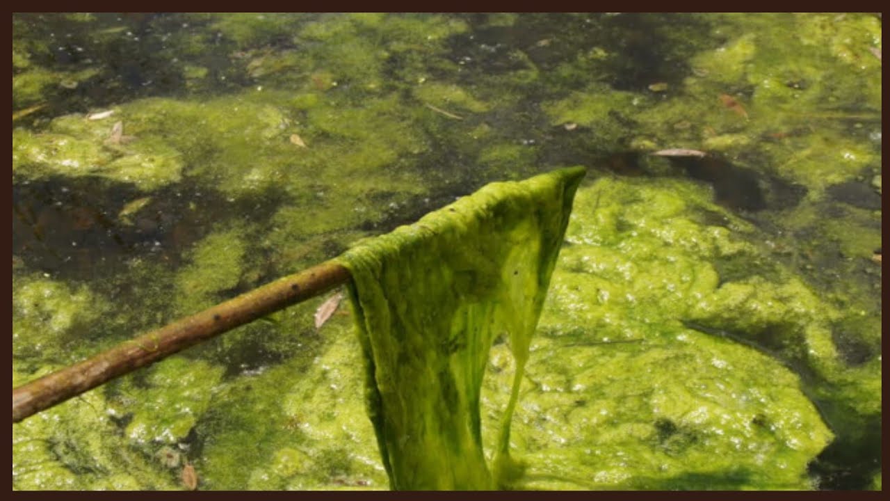 Algae Structure | Function, reproduction morphology and life cycle of ...