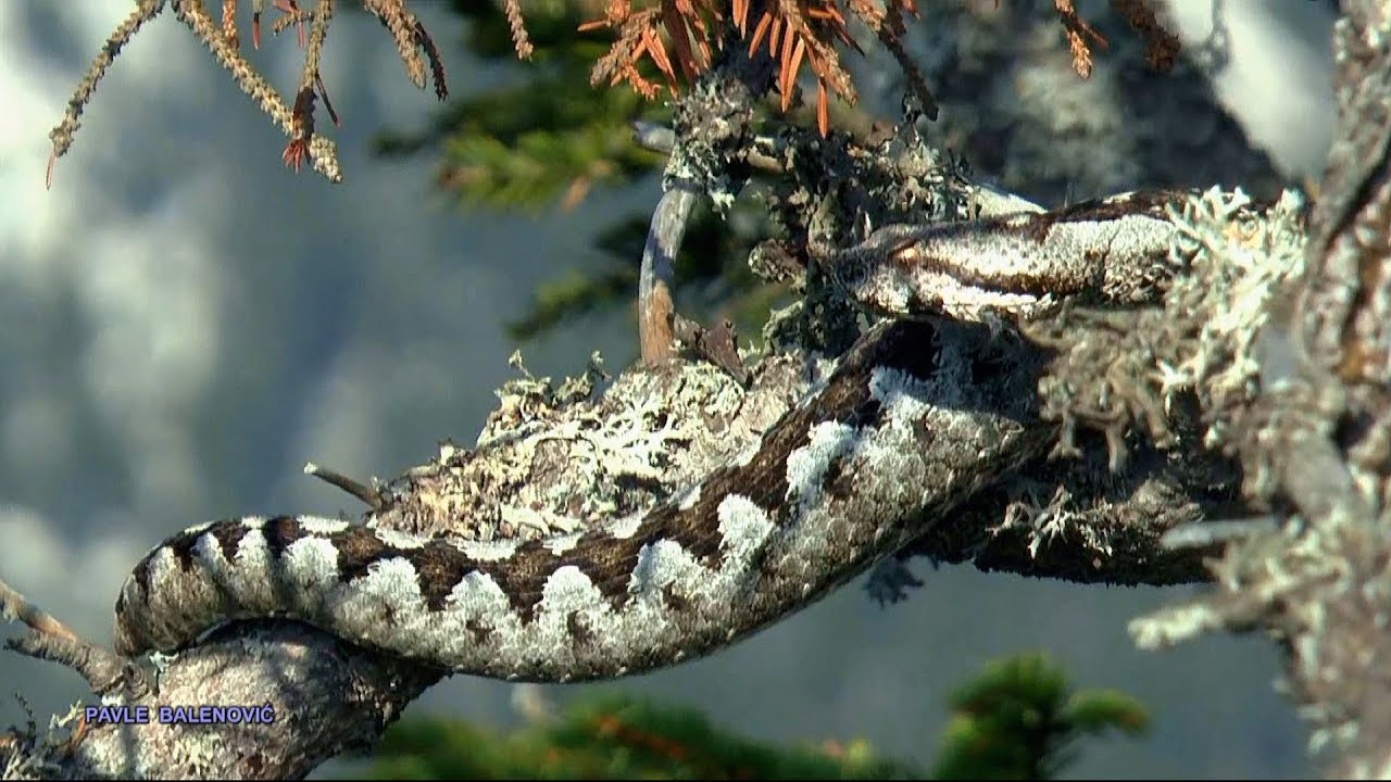 Nose-horned viper lurking birds from an ambush | Vipera ammodytes ...