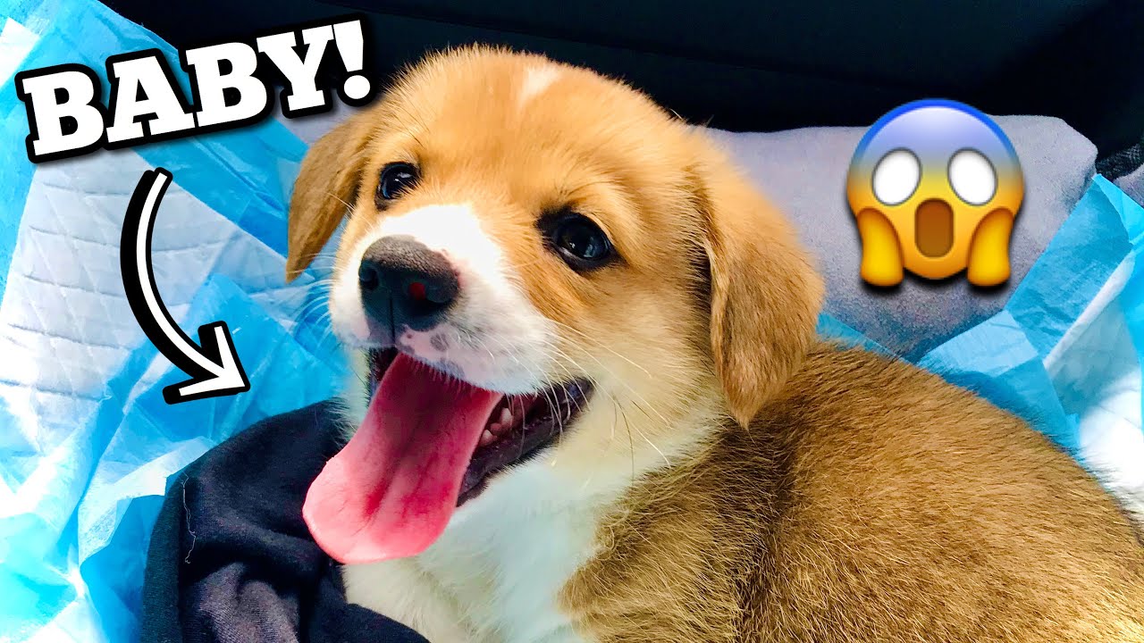 Nemo corgi | week 1 - YouTube