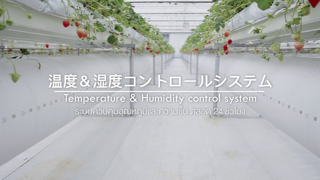 Harumiki Japanese Strawberry - The story of 120 days (uncut) - YouTube