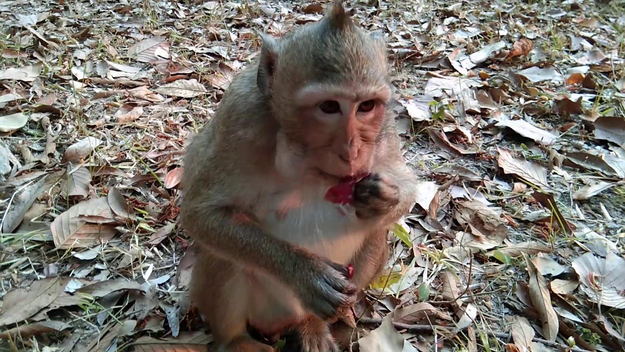 Monkeys hunt for food - YouTube