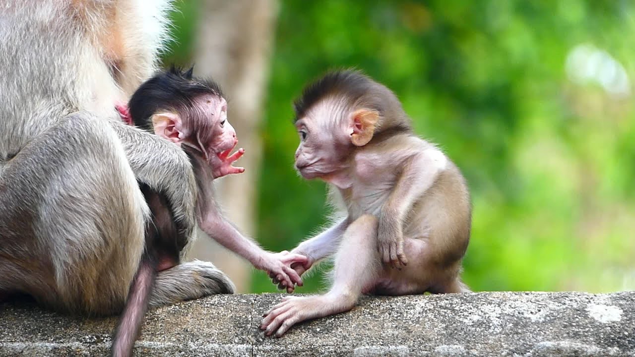 Son monkey clever2 - YouTube