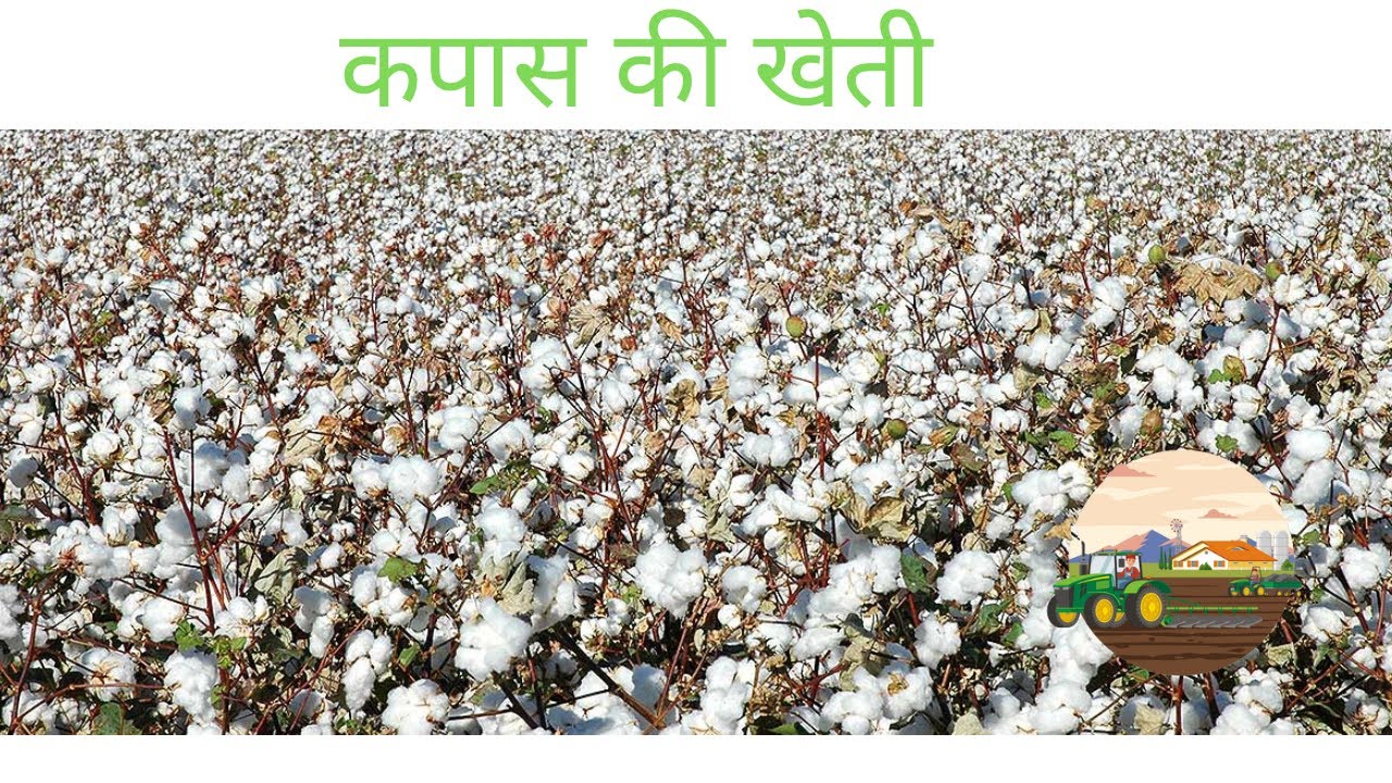 कपास की खेती | kapas ki kheti | kapas ki kheti kaise kare | cotton ...