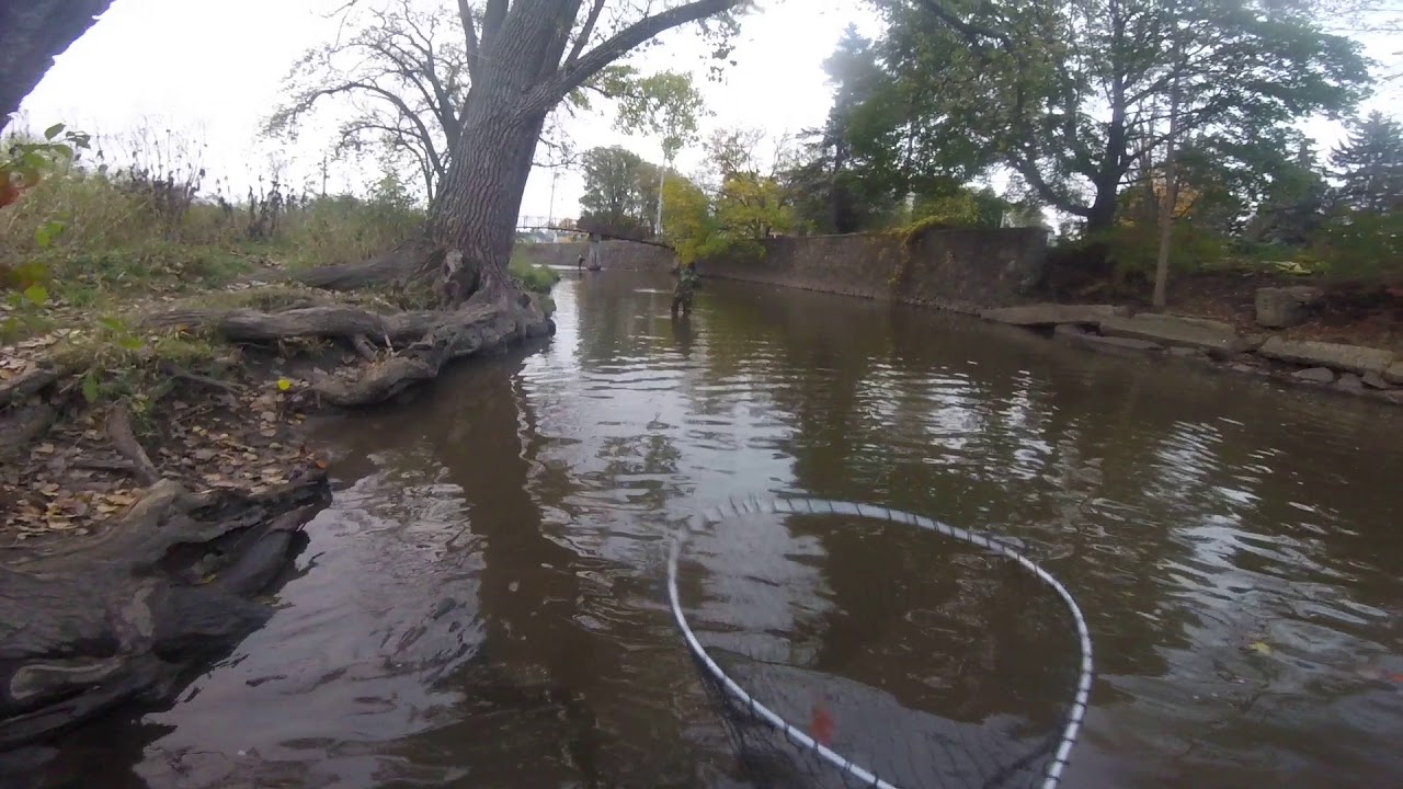 Racine wi root river fall fishing 1st steelhead of the season 2017 ...
