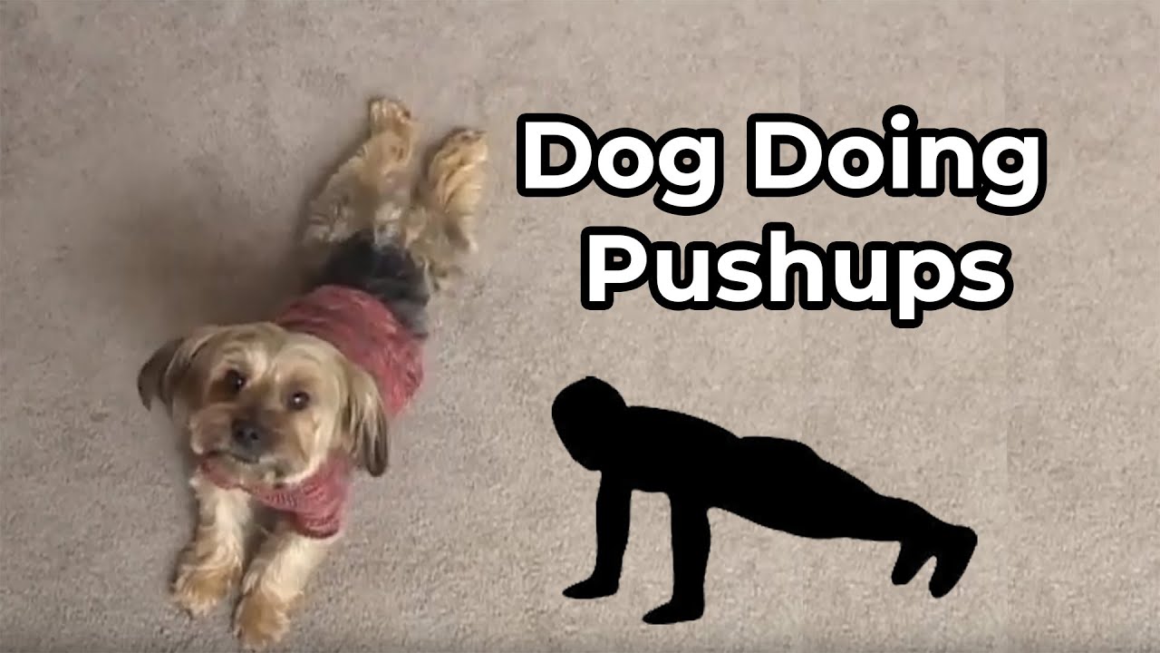 TRY NOT TO LAUGH - Funny Dog Video - YouTube