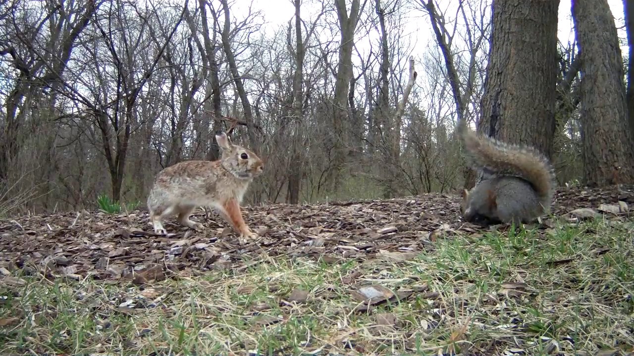 Squirrels Plotting Ambush On Rabbit - YouTube