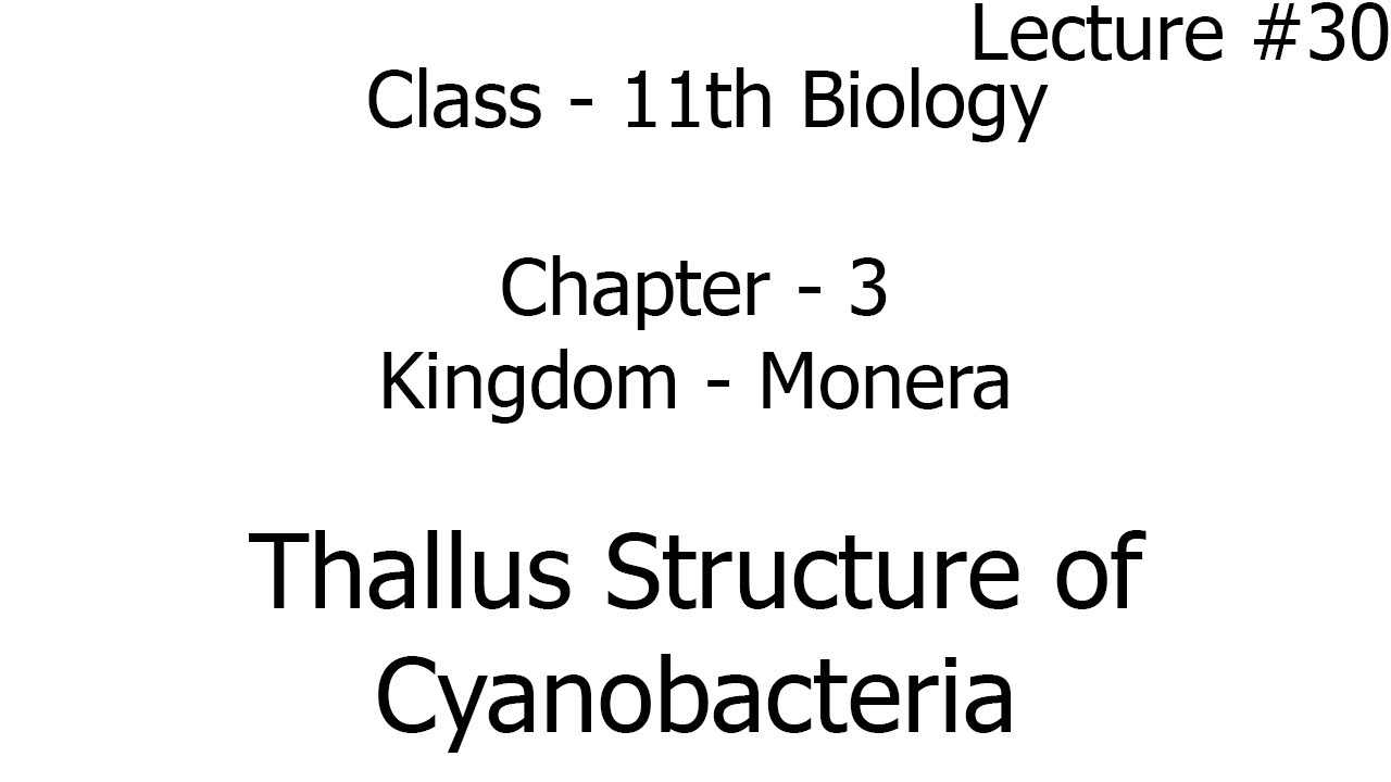 Cyanobacteria Structure