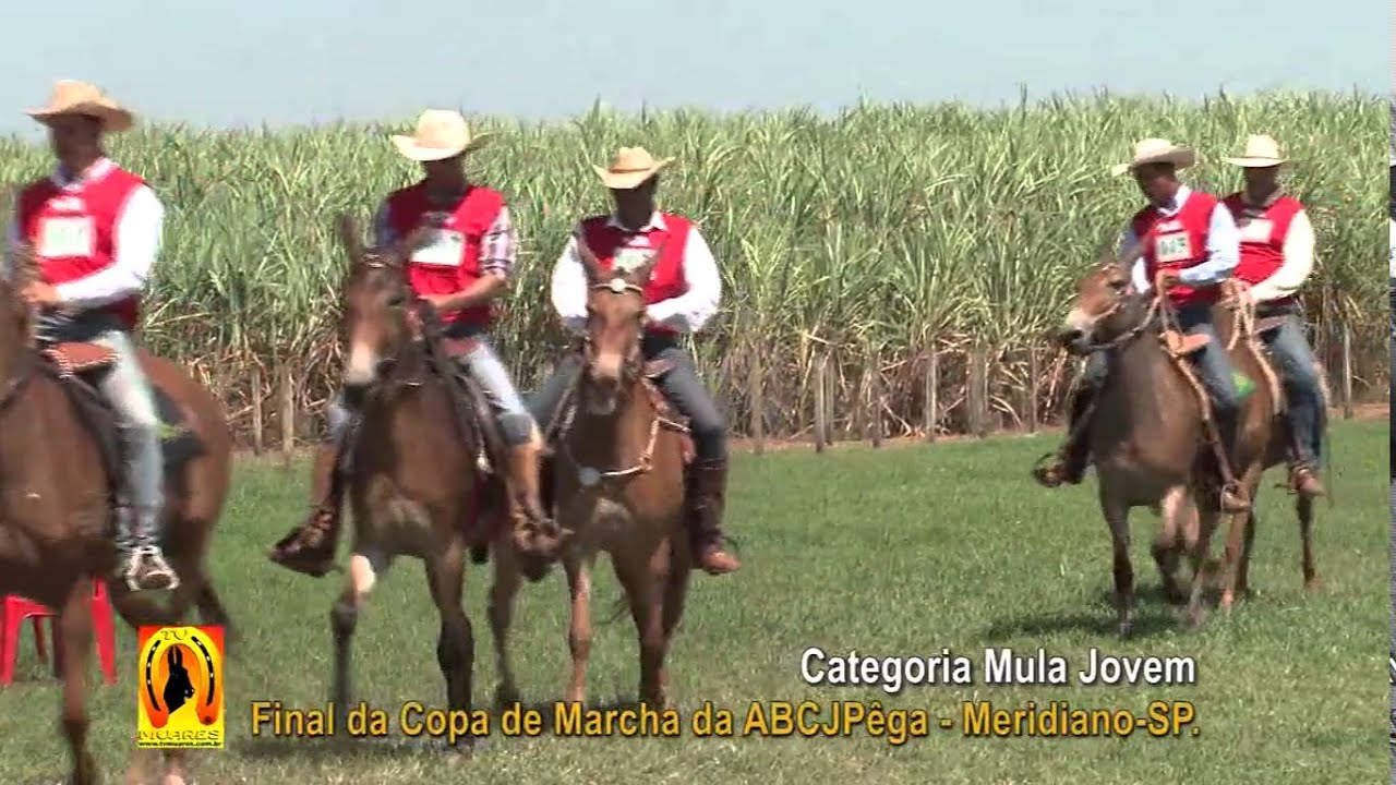 Prova de Marcha Mula Jovem - Cidade de Meridiano/SP. - YouTube
