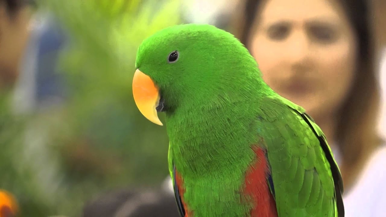 Singapore, Pet Expo 2016, sleepy green parrot | Sony a6000 SEL18200 ...