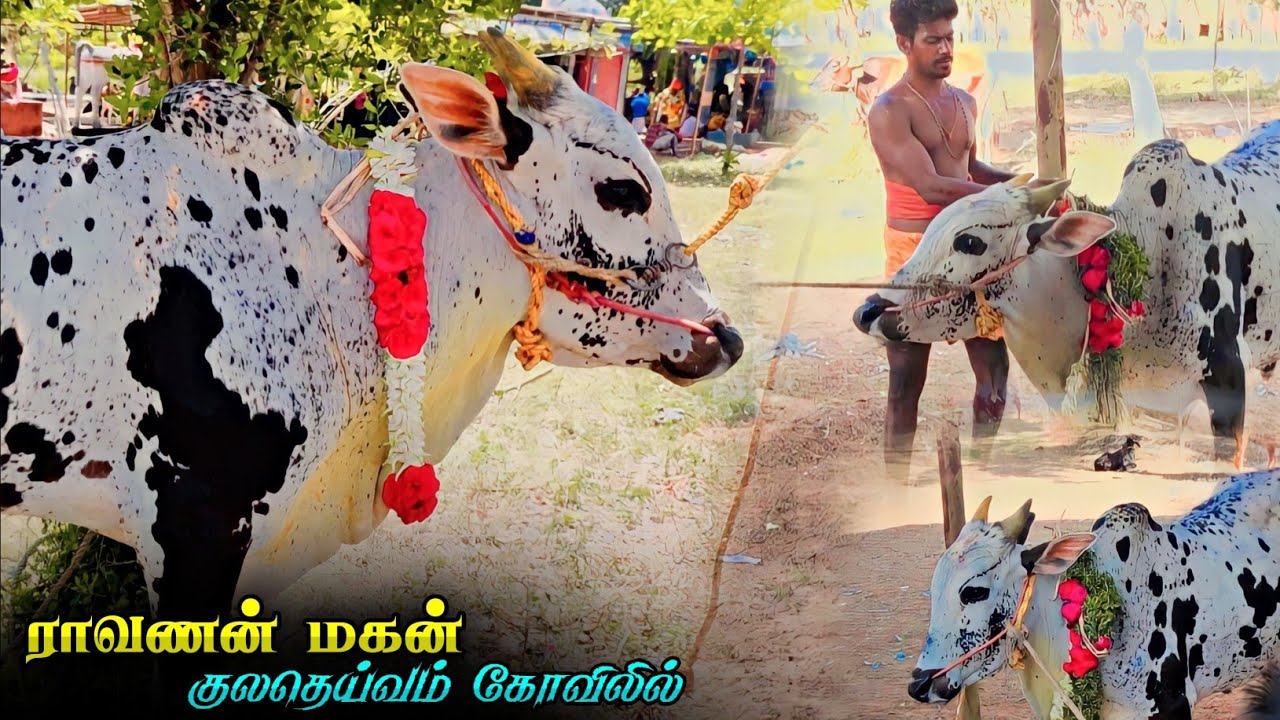 ராவணன் மகன் குலதெய்வம் கோவிலிலுக்கு விட்ட தருணம்🙏🙏 ️ ️||Ravanan Bull ...
