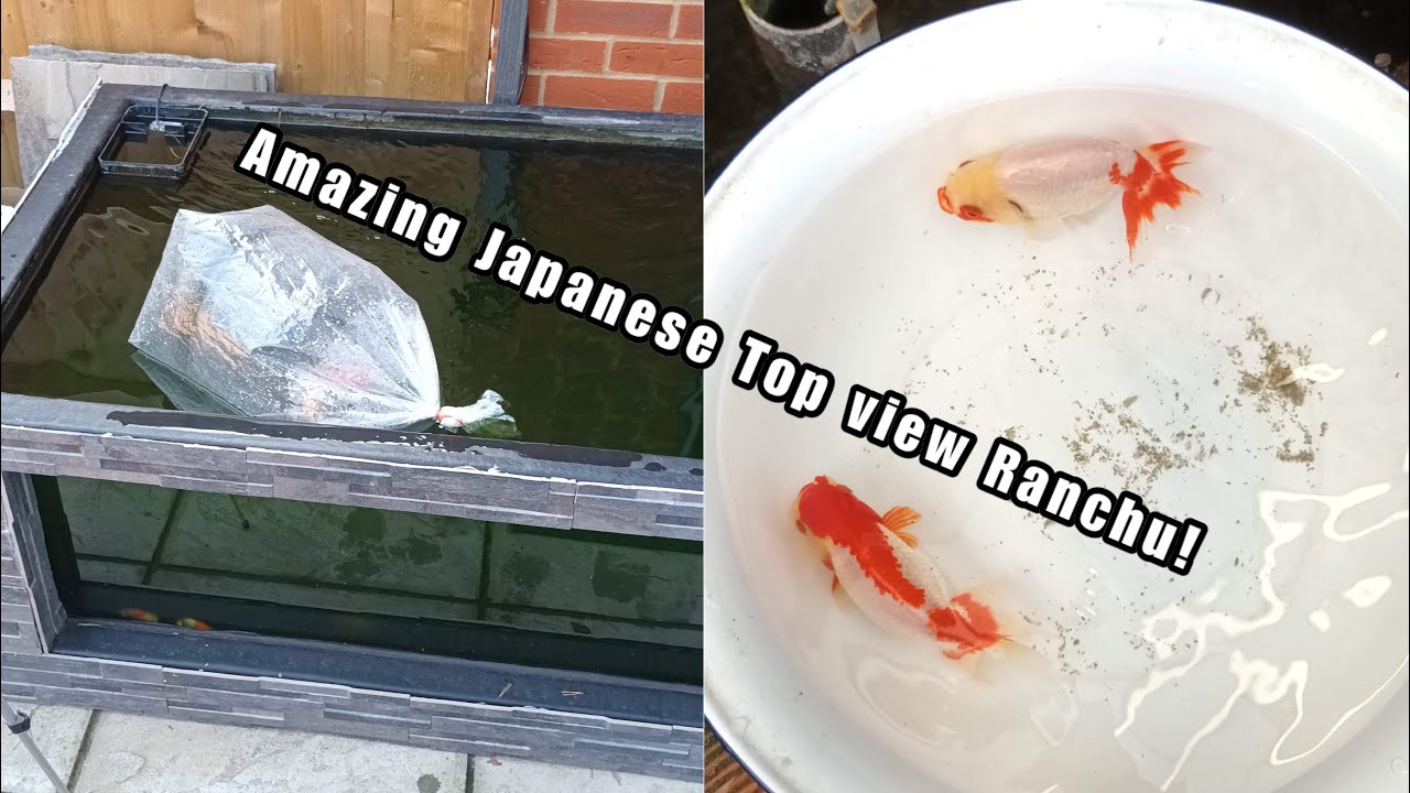 New Ranchu added to the pond! Japanese Top view Ranchu - YouTube