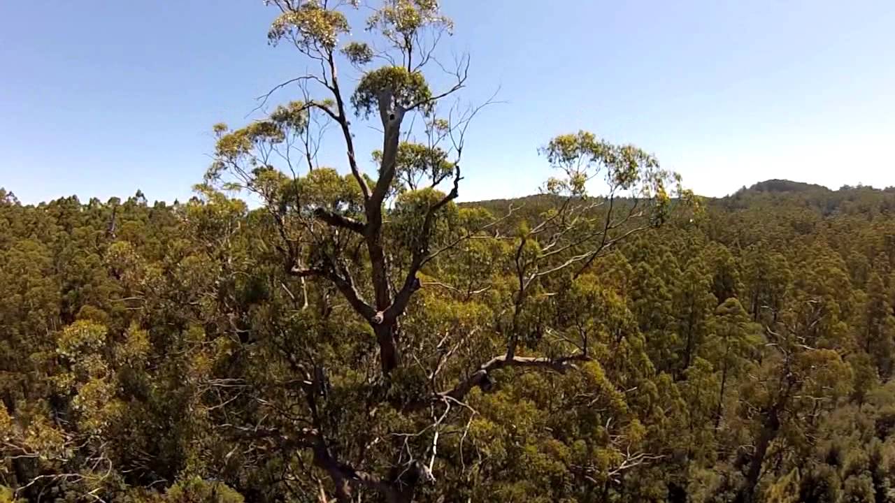 Ada tree 2016 - YouTube