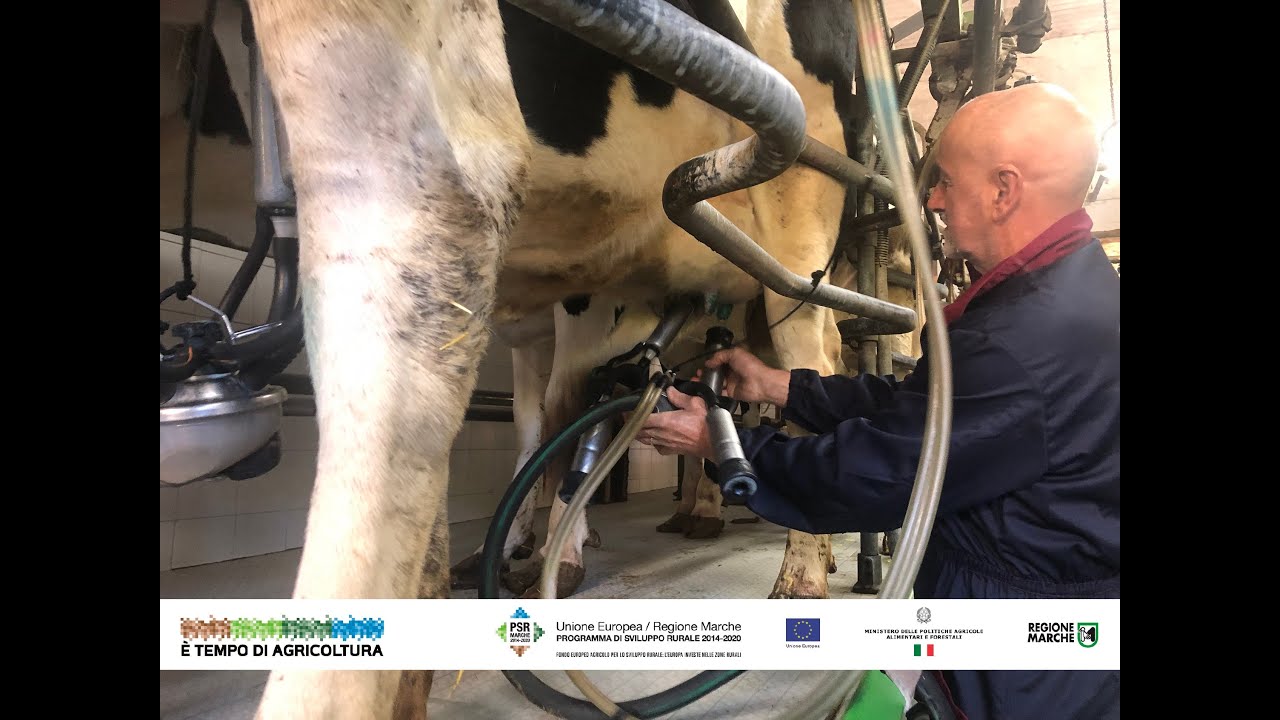 La produzione del latte tra filiera, benessere animale e tecnologia ...