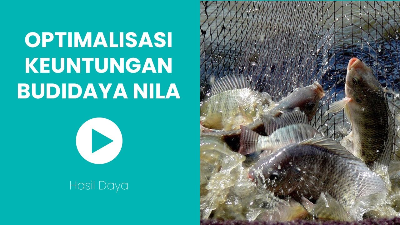 Cara Sukses Budidaya Ikan Nila Seluk Beluk Bisnis Ikan Nila Youtube