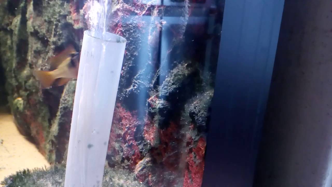 German blue rams hatch June 2016 - YouTube