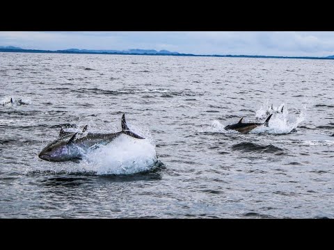 Hand feeding Bluefin Tuna like they’re dogs - YouTube