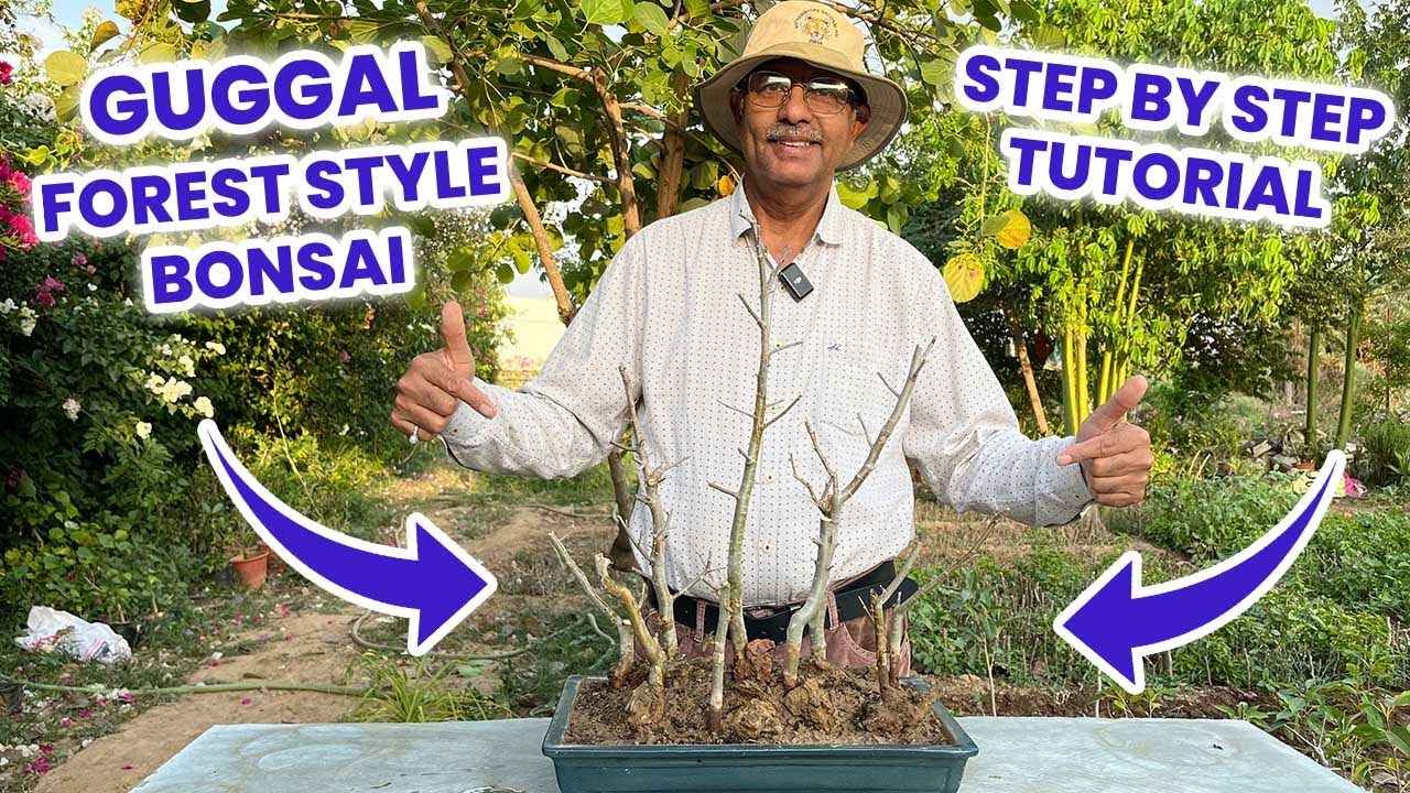 Guggal Forest Style Bonsai Making 🌳 Step By Step Tutorial | बनाया ...