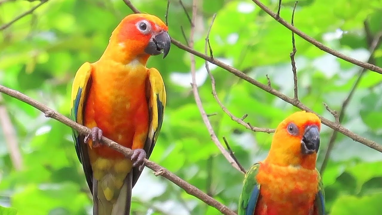 Sun Conure Parakeets In The Forest - YouTube