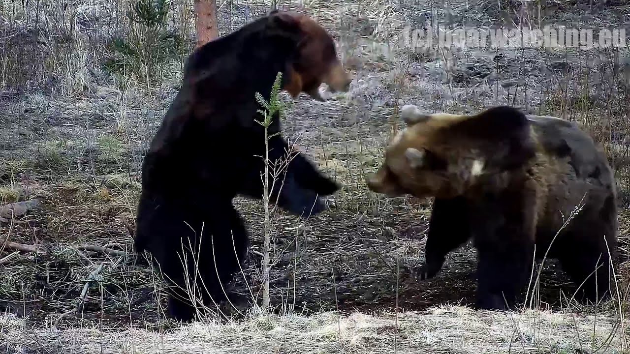 BEARS FIGHTING FOR TERRITORY | MALE BEAR ATTACK FROM BEHIND - YouTube