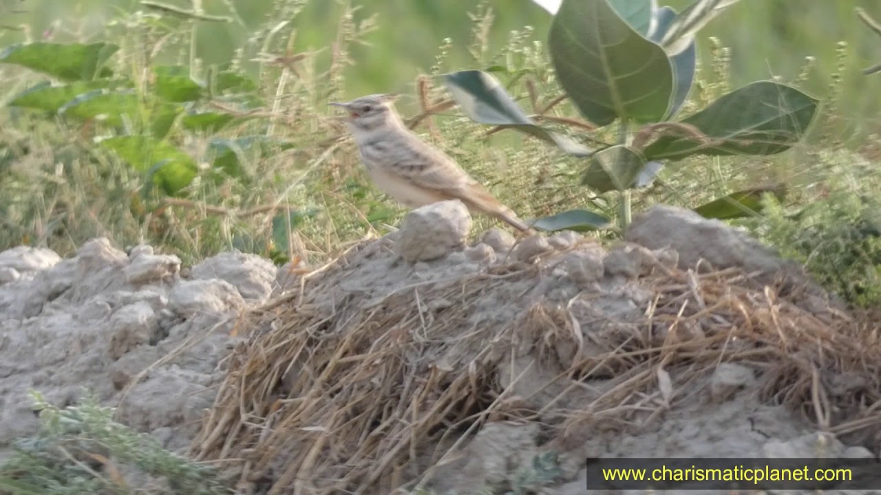 Syk Crested Lark Singing ! Lark Singing Bird ! Indian Sky Lark Song ...