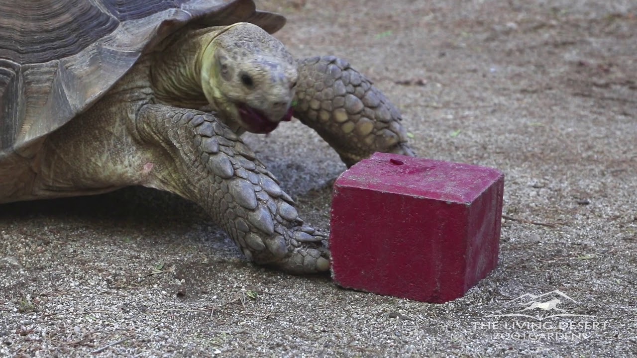 National Zookeeper Week - Zookeeper Kate and tortoises - YouTube