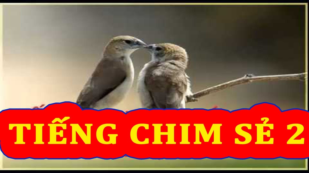 Tiếng chim sẻ(trích) Kêu full 2 - YouTube