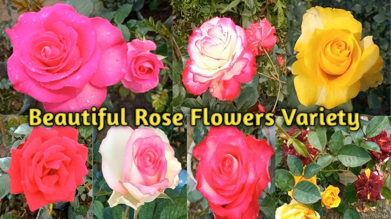 Rose Varieties With Names / Rose Varieties In India / Rose Types In ...