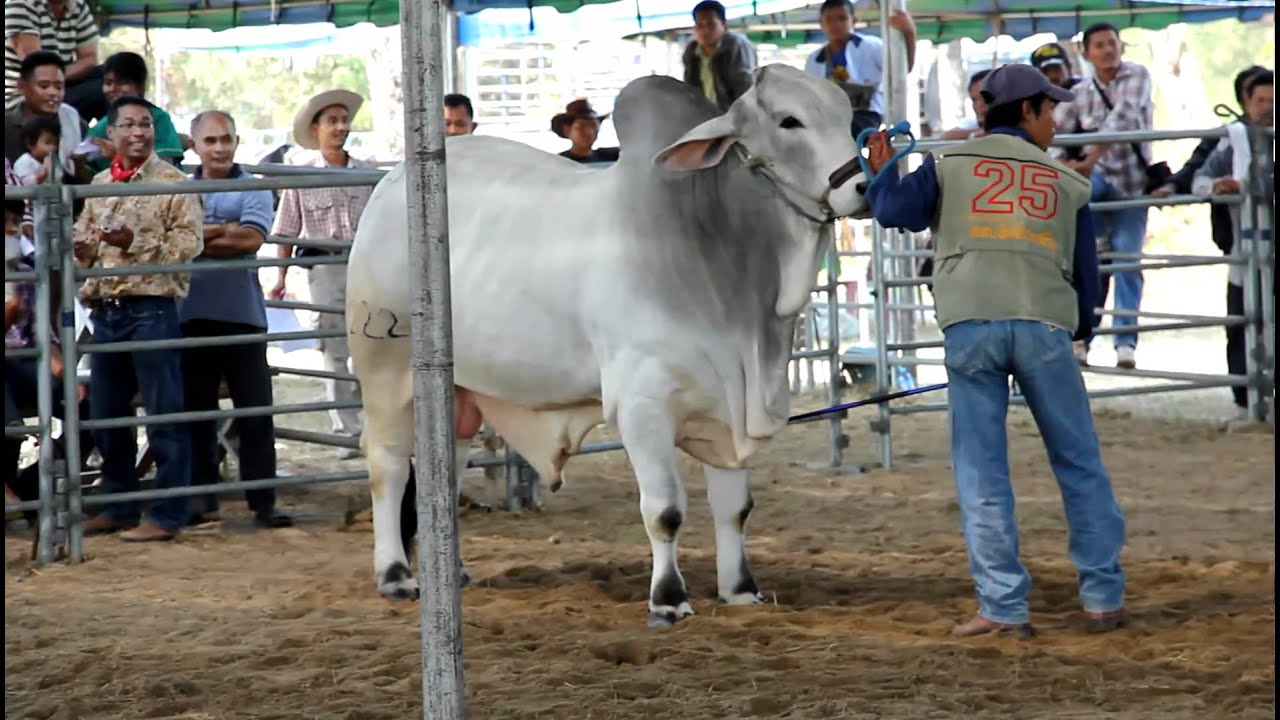 BSP2011 Brahman Show Bull 2 - YouTube
