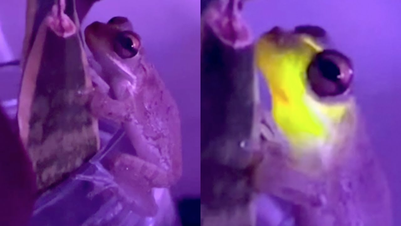 Frog Ate A Firefly - YouTube
