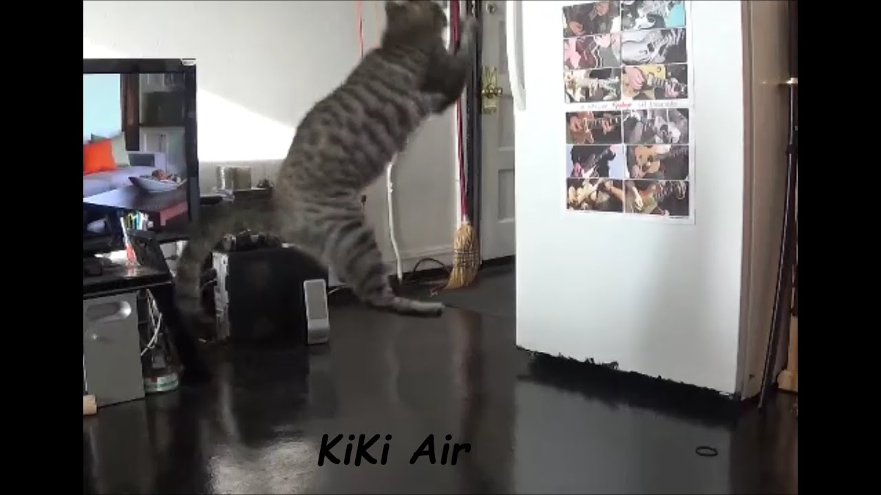 Kiki Playing Frisbee Catch With A Hair Tie. Cat can jump!!! - YouTube