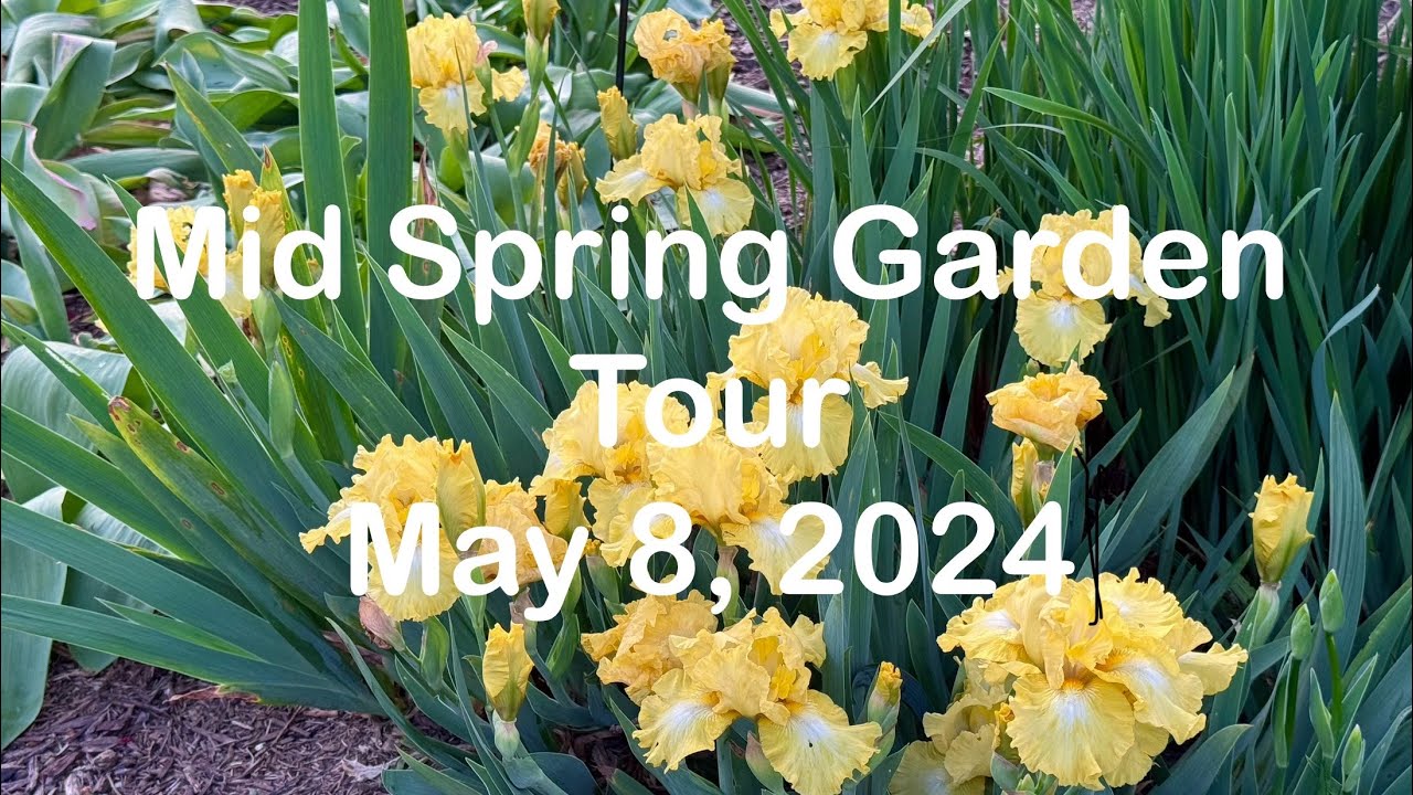 Mid Spring Garden Tour-Iris, Allium, Lupine and more! - YouTube