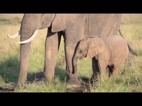 Peaceful Calm Elephants Roaming Grasslands & Playing In Water ...