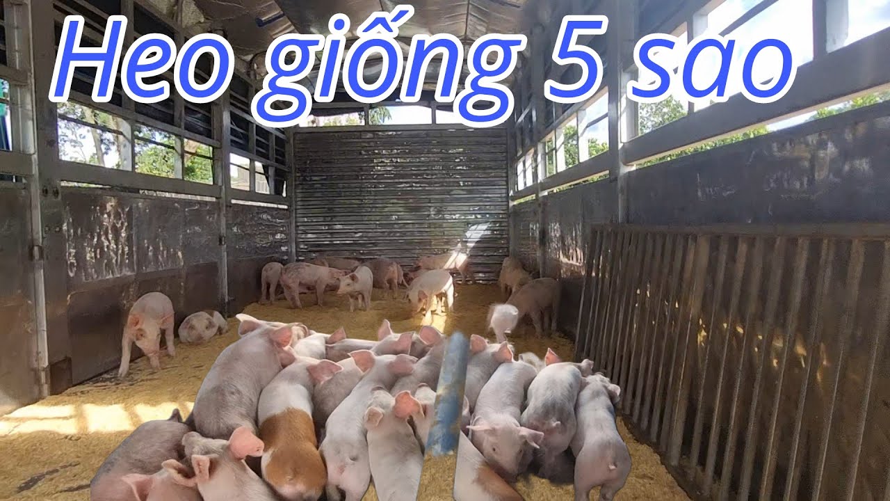 Lần đầu đi bắt heo trại - khởi nghiệp nuôi heo//HD Breed TV - YouTube