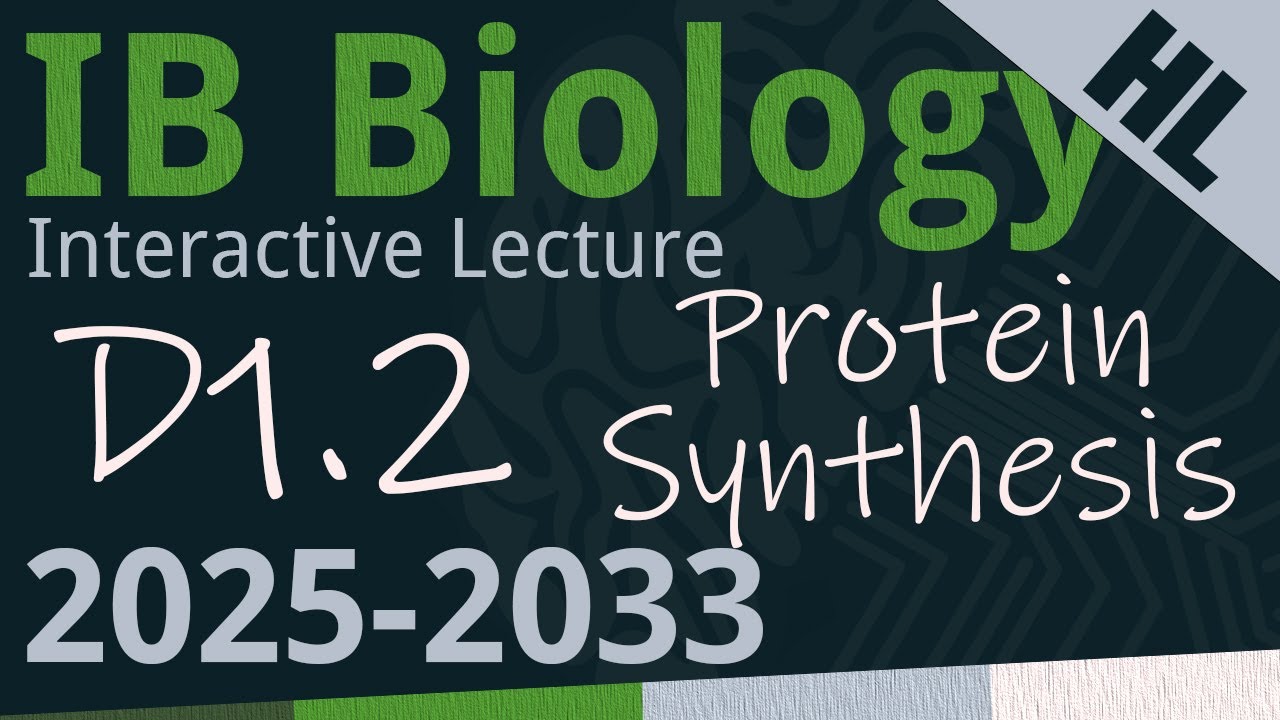 IB Biology D1.2 - Protein Synthesis [AHL] - Interactive Lecture 2025 ...