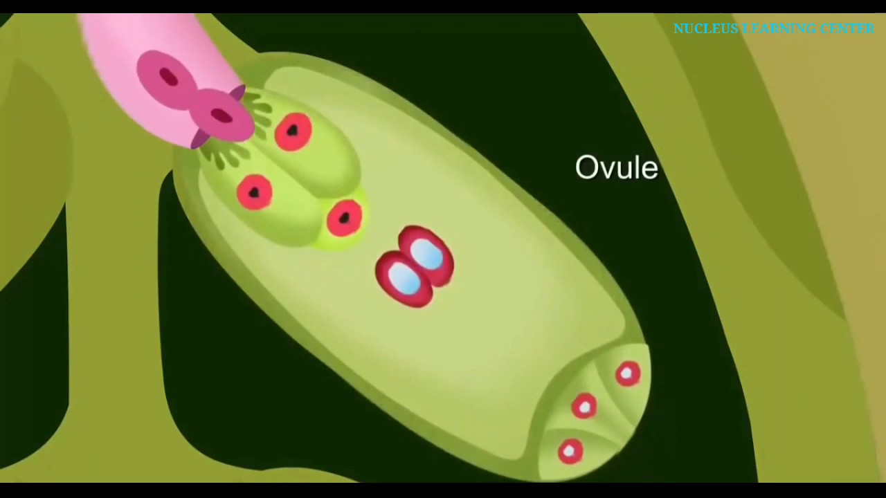 SEXUAL REPRODUCTION IN PLANTS!!03 (ANIMATED) - YouTube