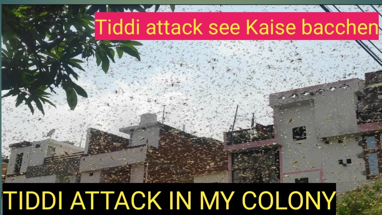 Baj uthi THALI aur TALI ek bar fir?Tiddi attack in my city😳Tiddi attack ...