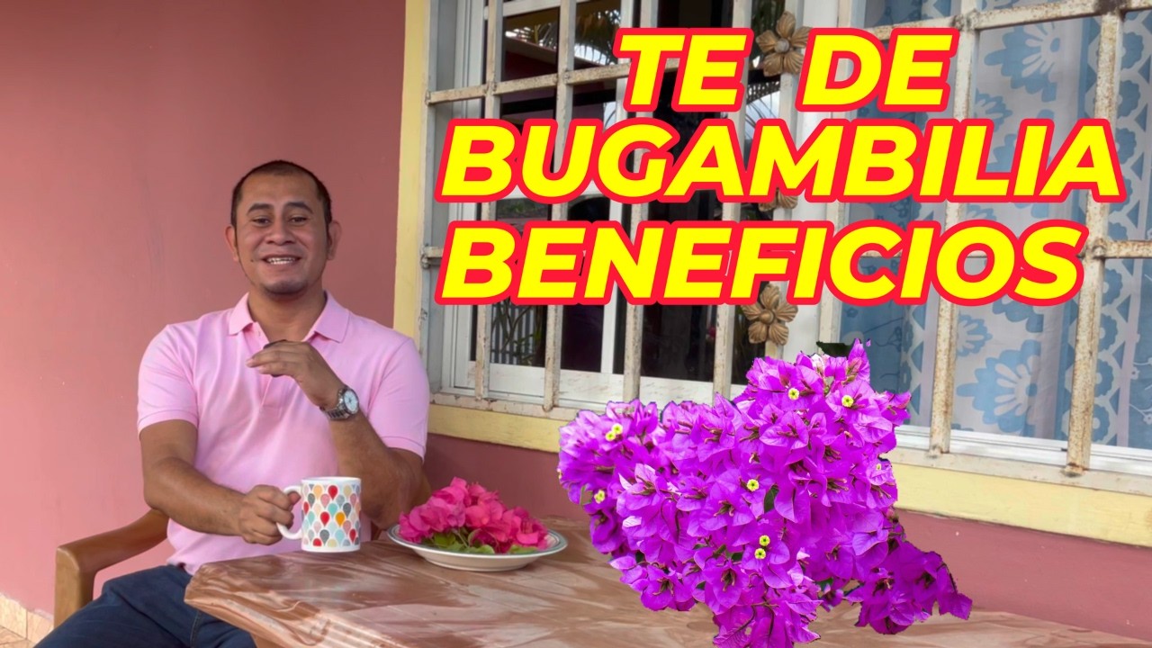 Los beneficios del té de bugambilia y cómo hacerlo en casa #bugambilias ...