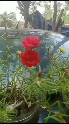 My House Poo Chedi/Table Rose Plant Tamil/Chedi Valarpu Tamil/பூவ பூவ ...